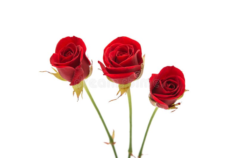 Small red rose stock image. Image of indoor, isolated - 78525657
