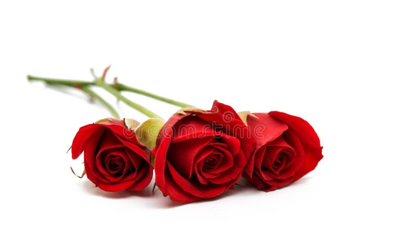 Small red rose stock image. Image of flower, small, summer - 78525737