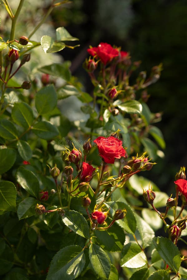Small Red Small Roses on a Green Bush Stock Image - Image of floral ...