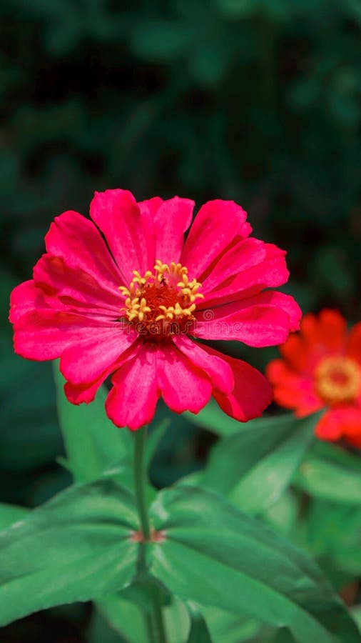 Decorationroom Stock Photos - Free & Royalty-Free Stock Photos from ...