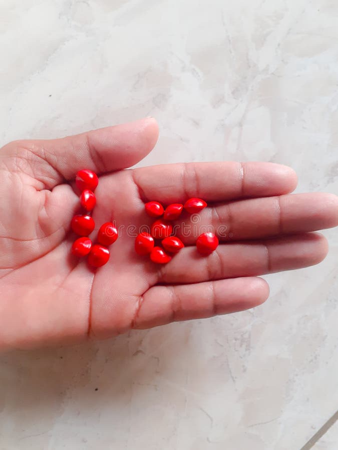 Small Red Seeds Come from the Saga Tree Stock Image - Image of organ ...