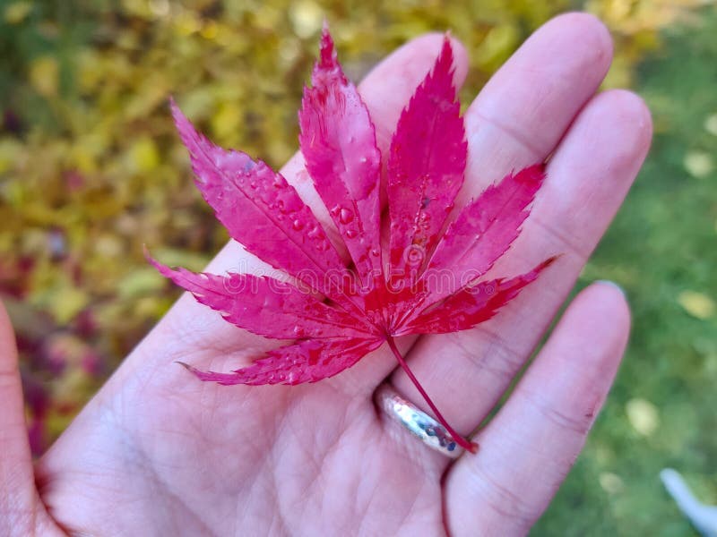 Small Red Sharp Leaf with Droplets of Water on the Hand Stock Image ...