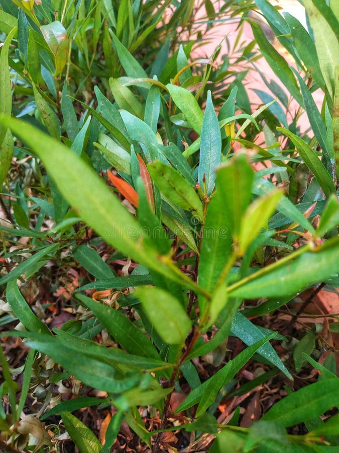 Small Red Shoots, Dry Leaves and Fresh Green Leaves Stock Photo - Image ...