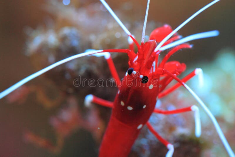 Small red shrimp stock image. Image of underwater, isolated - 108028795