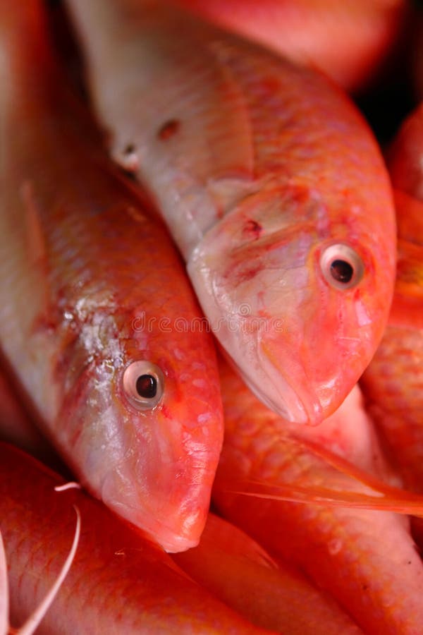 Small Red Snapper stock photo. Image of campechanus, small - 24365600