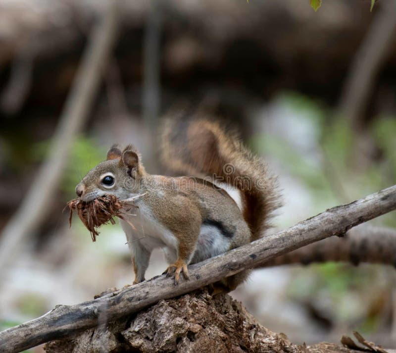 Small red squirrel stock image. Image of cute, small - 200201463