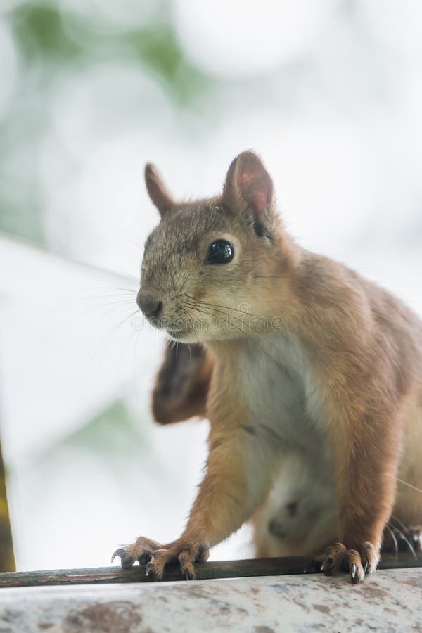 Small Red Squirrel on the Birch Stock Image - Image of nature, focus ...