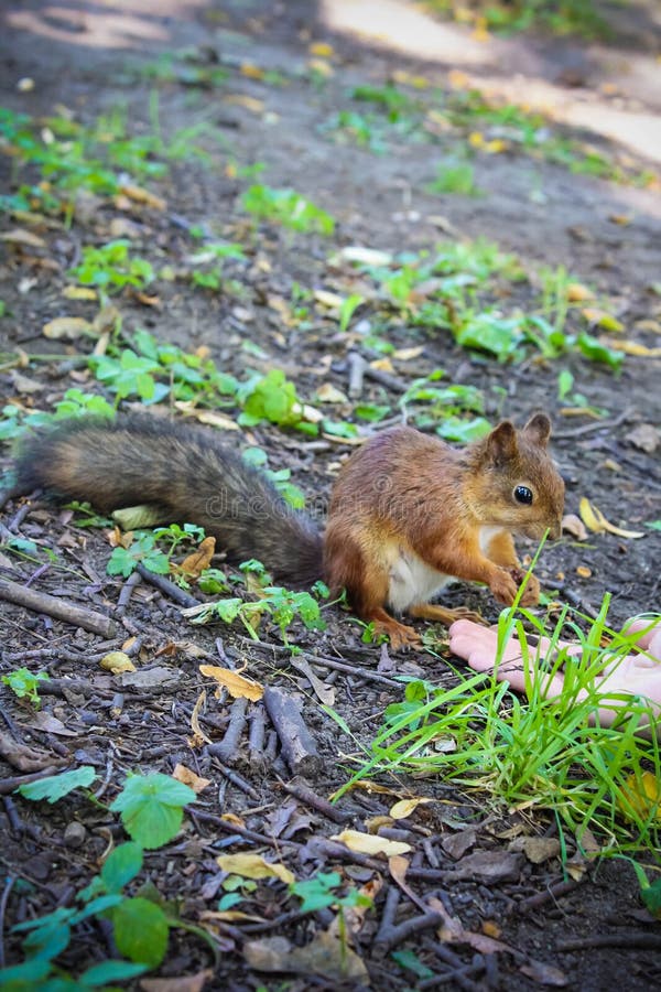 Small Red Squirrel Eats, Forest Animal Stock Image - Image of family ...