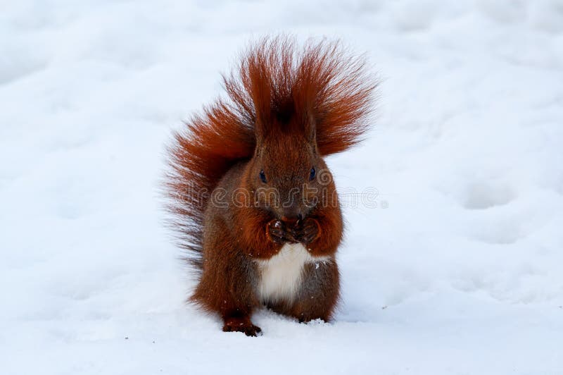 A Small Red Squirrel Running on White Snow Stock Photo - Image of snow ...