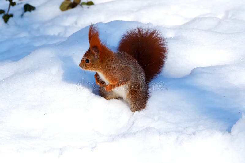 A Small Red Squirrel Running on White Snow Stock Photo - Image of ...
