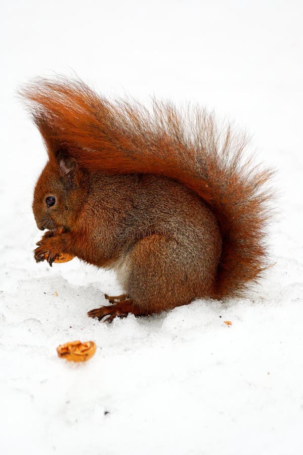 A Small Red Squirrel Running on White Snow Stock Photo - Image of ...