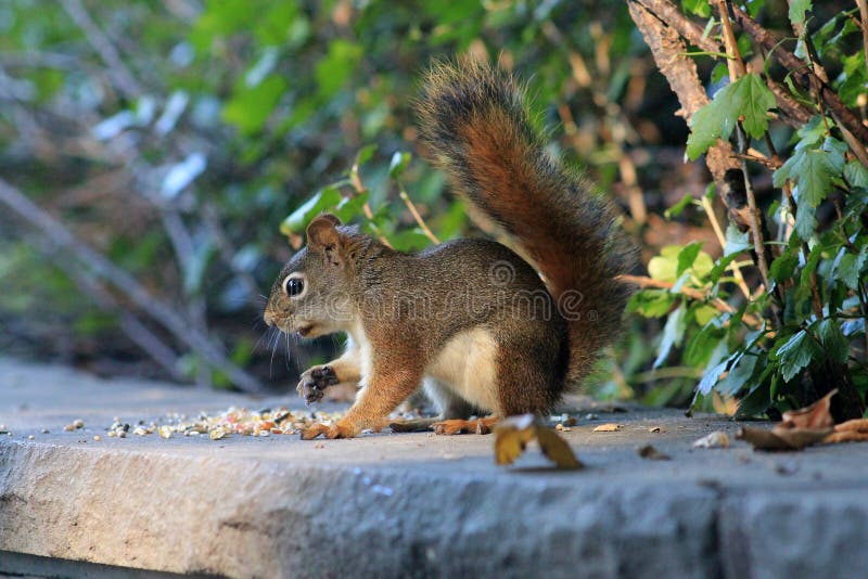 Small Red Squirrel stock image. Image of color, season - 47224349