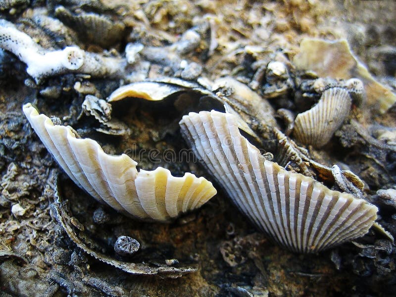 Shells on Sea Rocks Background Wallpaper Fine Art Prints. Stock Photo ...