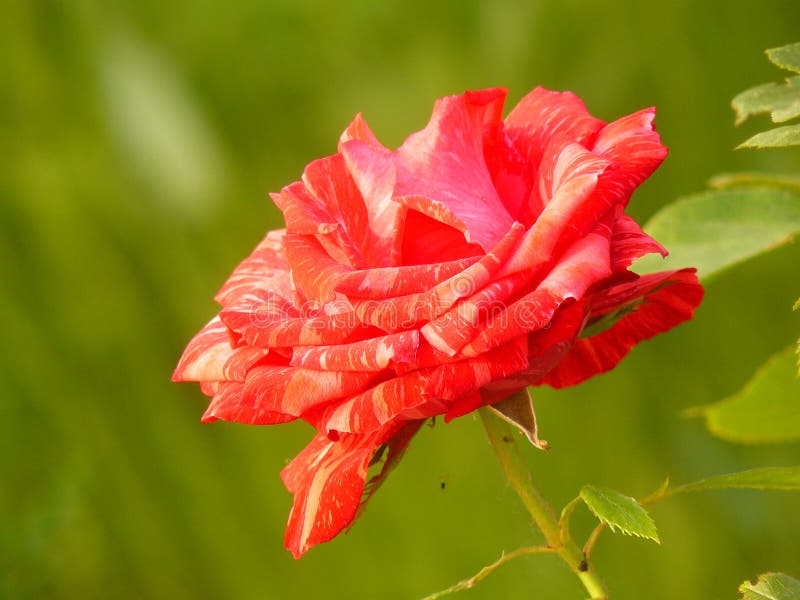 Tiger Rose Flower Salmon White Stock Photo - Image of colorful, garish ...