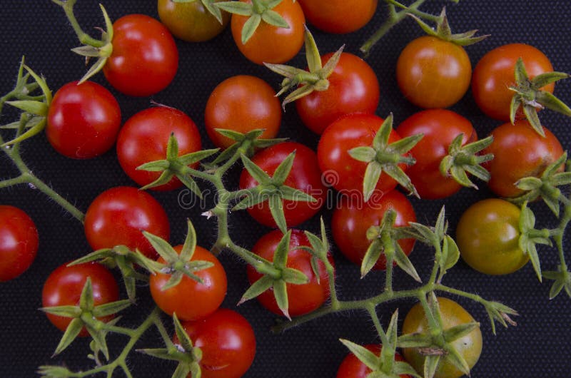 Small Red Tomatoes with Calyxes on Black Floor Stock Photo - Image of ...