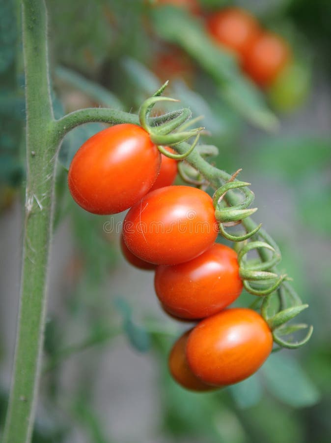 Small red tomatoes stock photo. Image of shiny, ripe - 86287178
