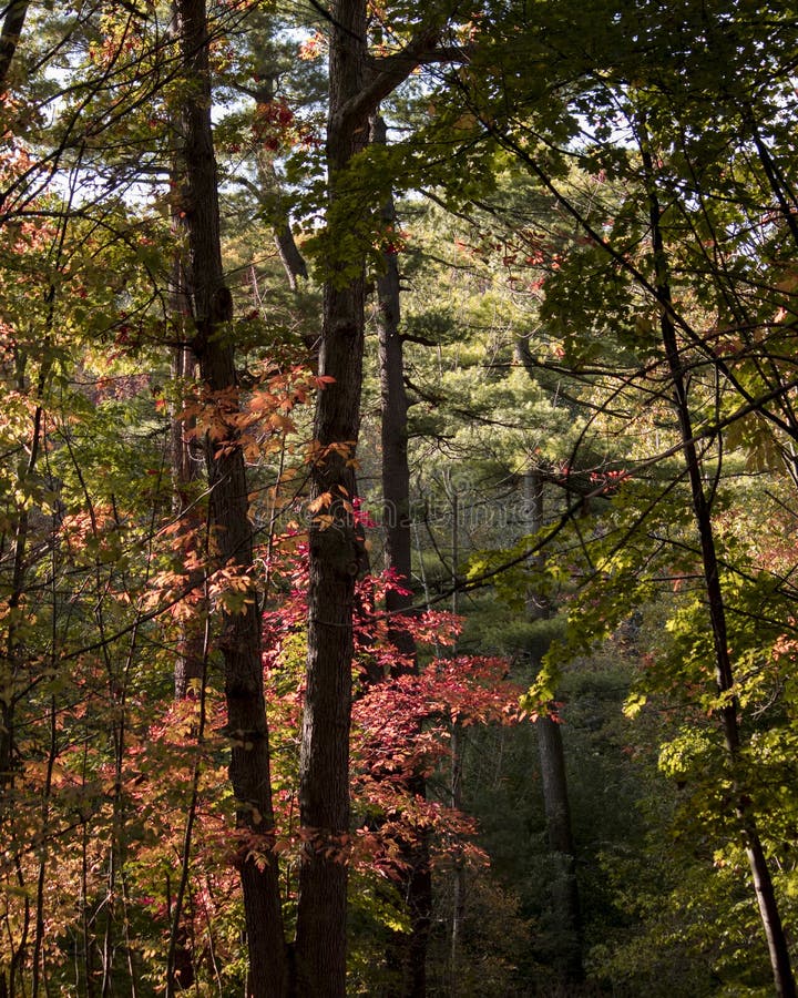 Toronto Maple Leafs Wallpaper Desktop Stock Photos - Free & Royalty ...