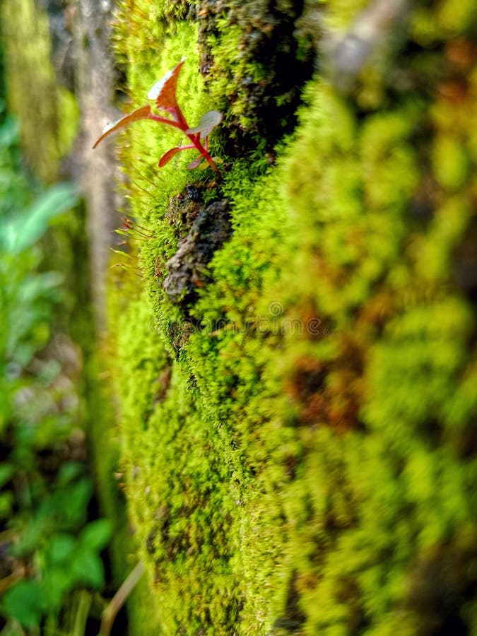 A Small Red Tree Surrounded by Moss. Stock Photo - Image of grass ...