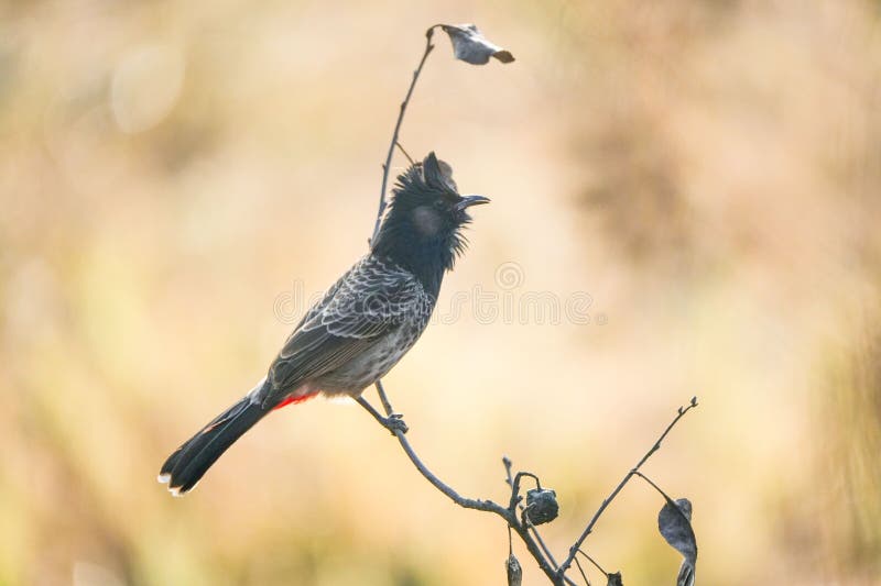 Small Red-vented Bulbul on a Tree Branch in a Natural Forest ...