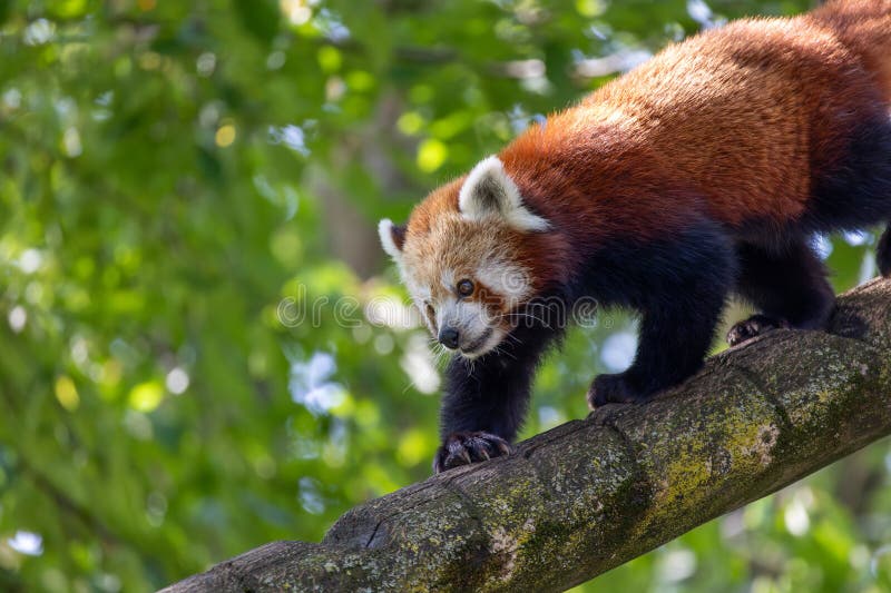 A Small Red and White Bear is Walking on a Tree Branch Stock Image ...