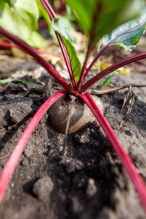 A Small Red and White Beetroot is Growing in the Dirt Stock Image ...
