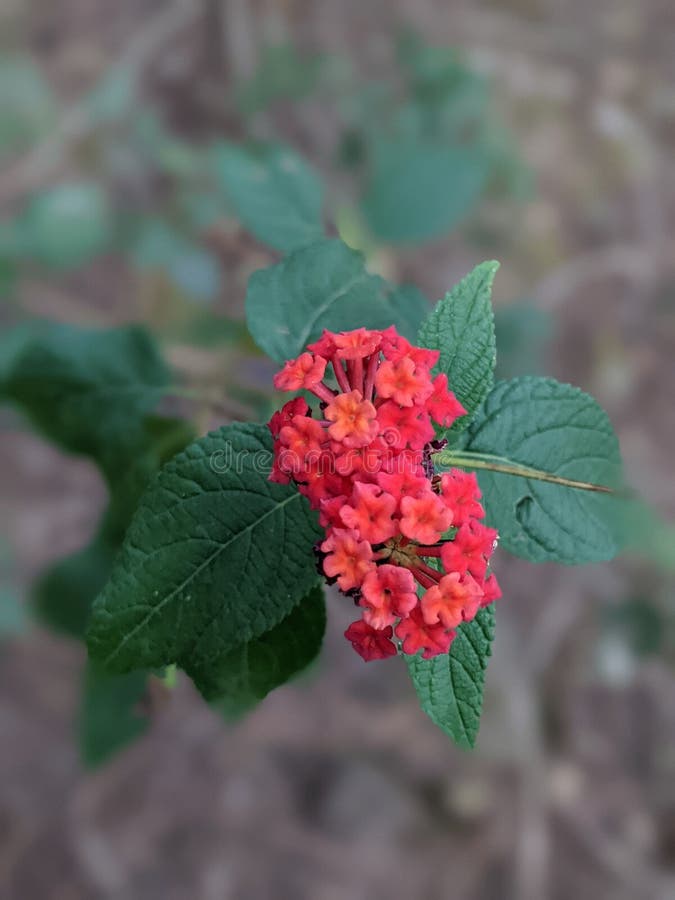 A Small Red Wild Flower Smiling among the Green Leaves 1 Stock Image ...