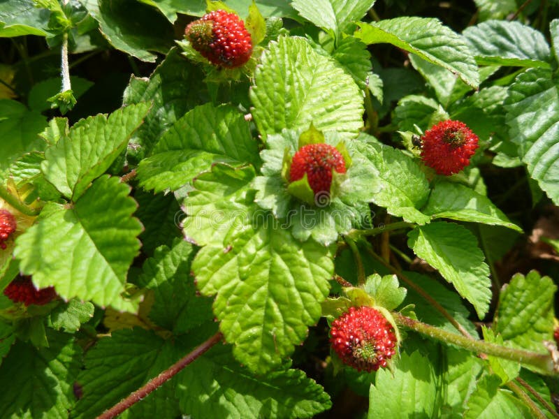 Small Red Wild Strawberries on a Plant Stock Image - Image of nutrition ...
