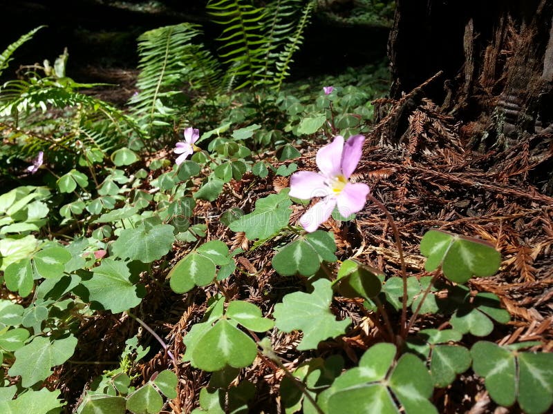 Small Redwood Forest Flower Stock Photo - Image of oxalis, hummboldt ...