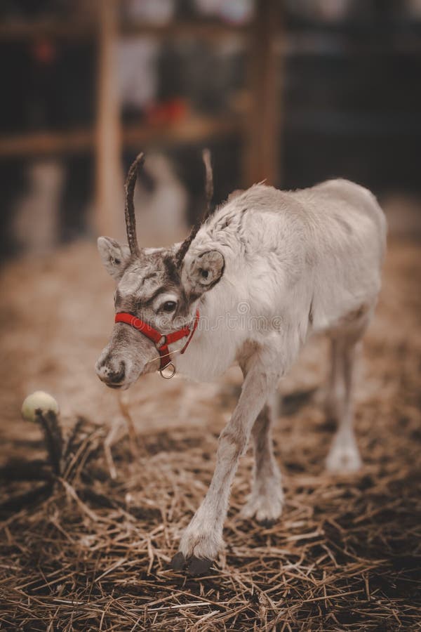 Small Reindeer Walking on Dried Grass Stock Image - Image of silent ...