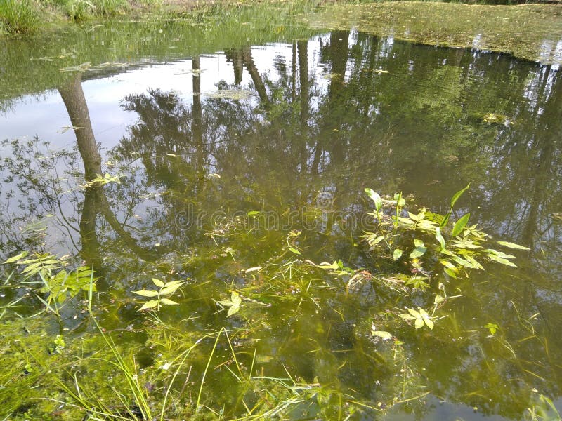 A Small Reservoir, the Bottom of Which is Covered with Various Visible ...