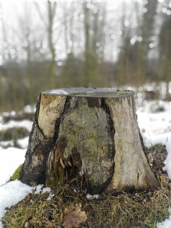 Small rest of the tree stock image. Image of small, walk - 141288447