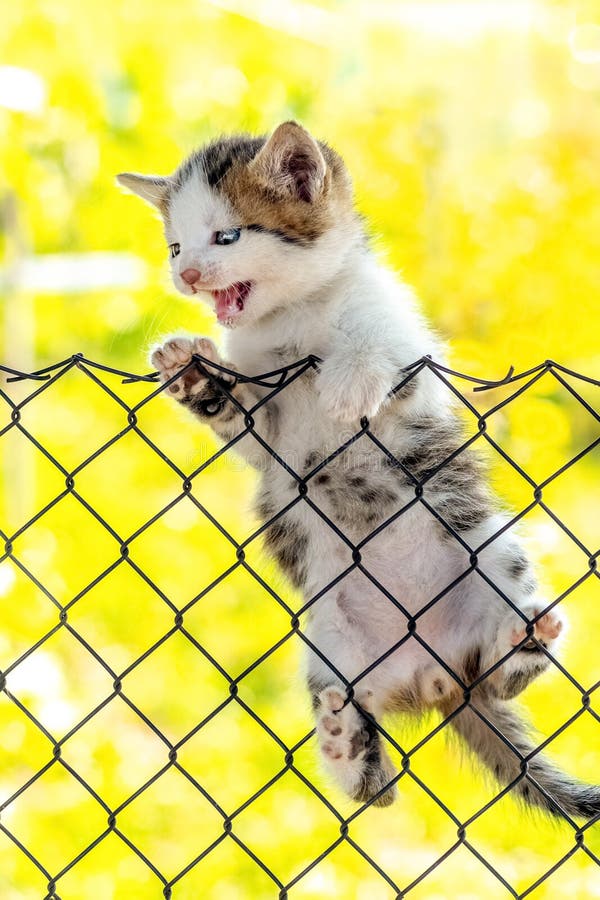 A Small Restless Cat Climbs on a Metal Grid Stock Photo - Image of ...