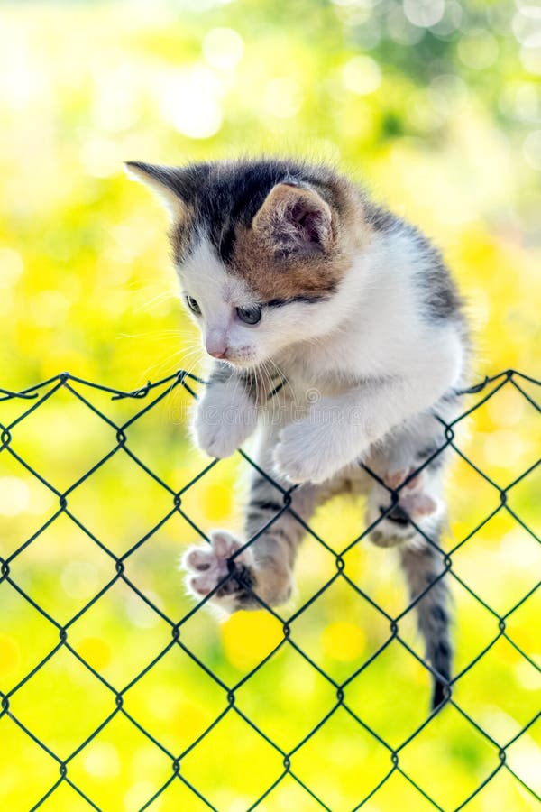 A Small Restless Cat Climbs on a Metal Grid Stock Image - Image of ...