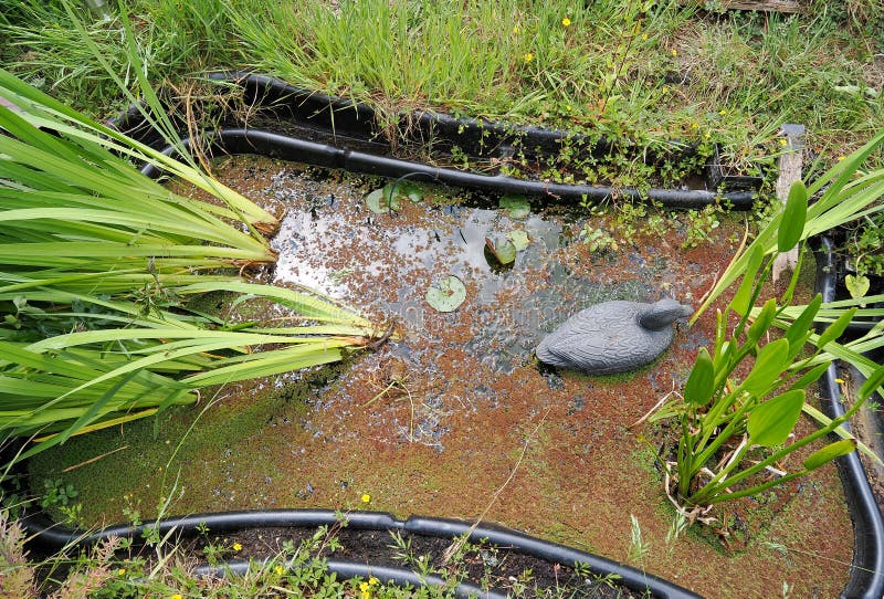 A Small Retangular Garden Pond with Ornamental Duck and Water Lilly ...
