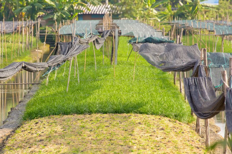 Small Rice Field for Family Eating Stock Photo - Image of asia, plant ...