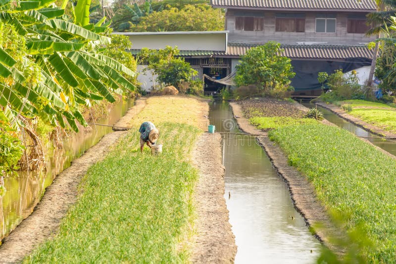 Small Rice Field for Family Eating Editorial Stock Image - Image of ...