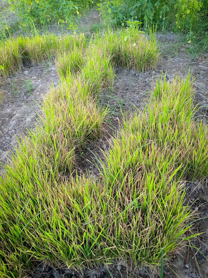 Small Rice Health Eating? it is Eaten More in the Morning and Evening ...