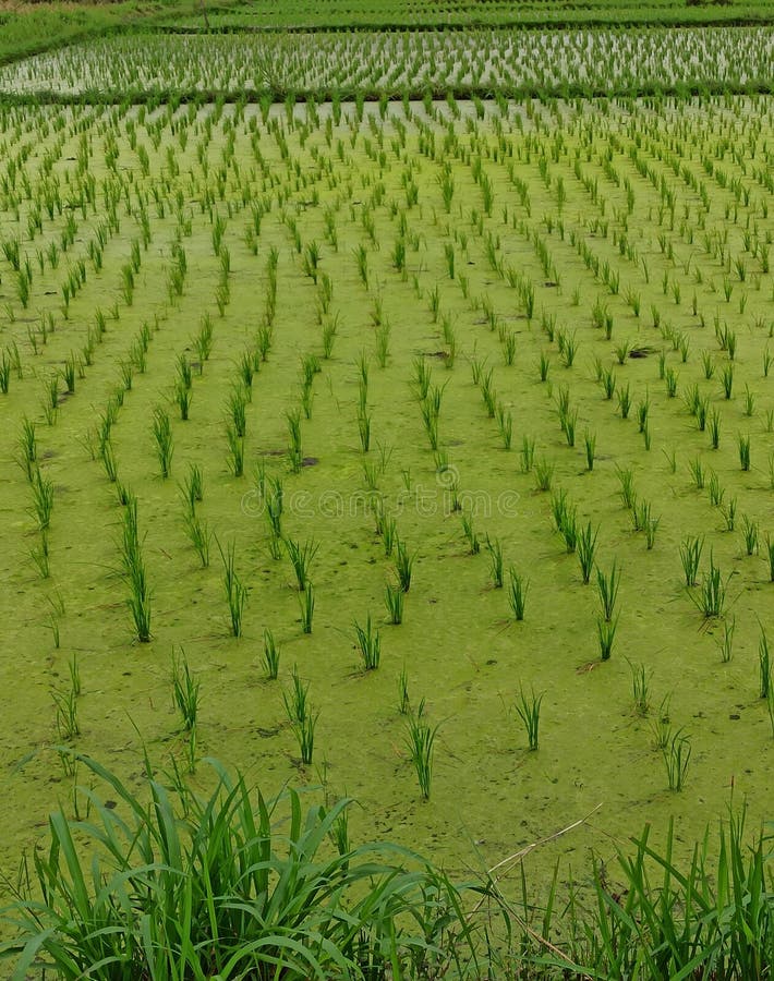 Small Rice Health Eating? it is Eaten More in the Morning and Evening ...