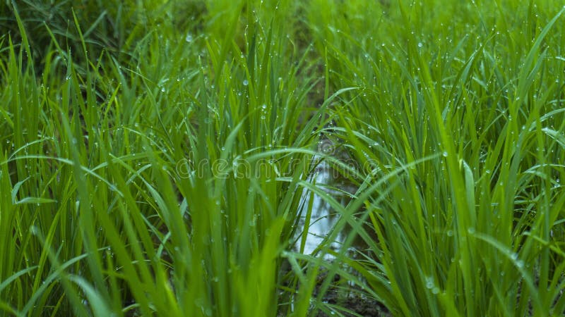 Small Rice Plants in the Rice Fields Stock Photo - Image of plant ...
