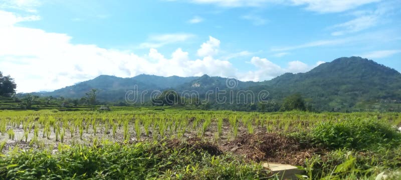 Small Rice in the Rice Field Stock Image - Image of flower, tree: 221172305