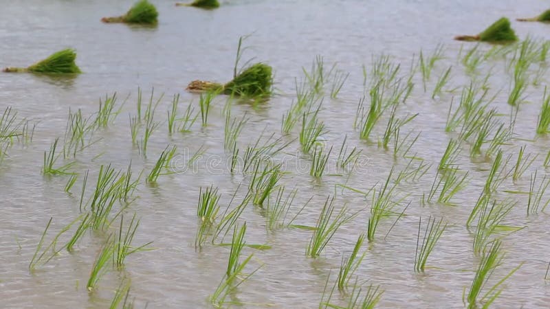 Small Rice Sprouts Sway in Farmland Stock Video - Video of farm ...