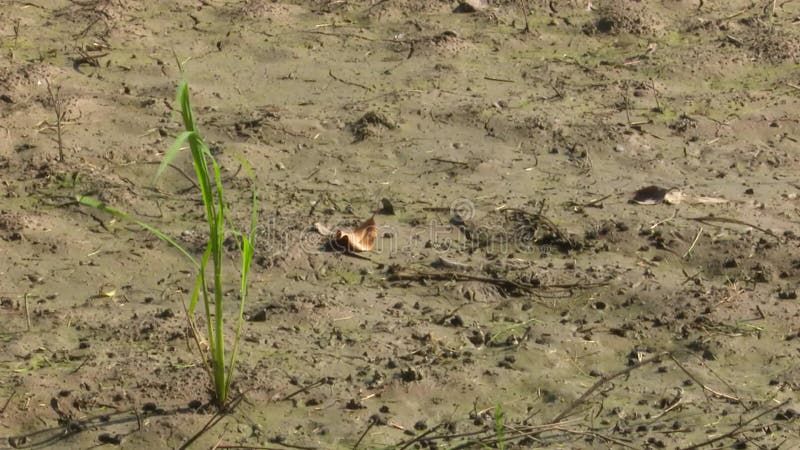 Rice tree stock video. Video of agriculture, close, fresh - 208961379