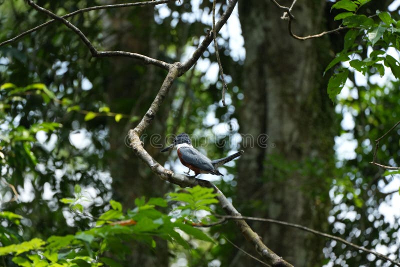 Small Ringed Kingfisher Bird Perched on a Branch of a Green Tree Stock ...