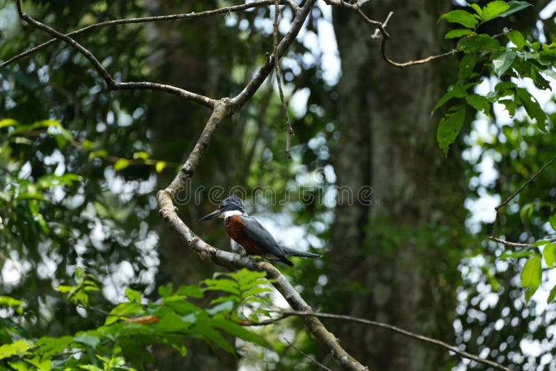 Small Ringed Kingfisher Bird Perched on a Branch of a Green Tree Stock ...
