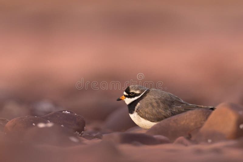 Small Ringed Plover Bird Perched Atop a Rocky Hill Made of Stones and ...