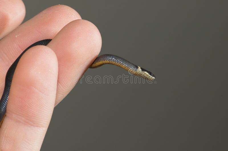 Small Ringneck Snake (Diadophi Stock Photo - Image of snake, crawls ...