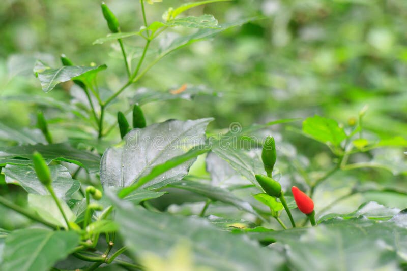 Small Ripen Red Hot Chili Peppers on Tree Stock Photo - Image of ...