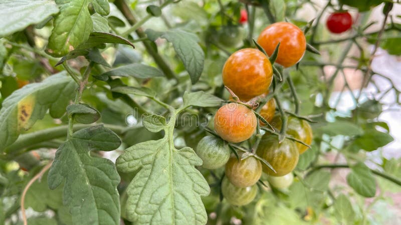 Small Ripening Red and Yellow Tomatoes on a Branch. Stock Image - Image ...