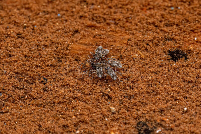 Small Ripple Bugs stock image. Image of animal, nature - 264277437