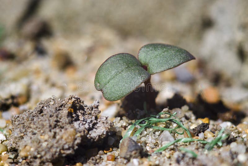 Small rising plant, radish stock image. Image of agriculture - 89754301